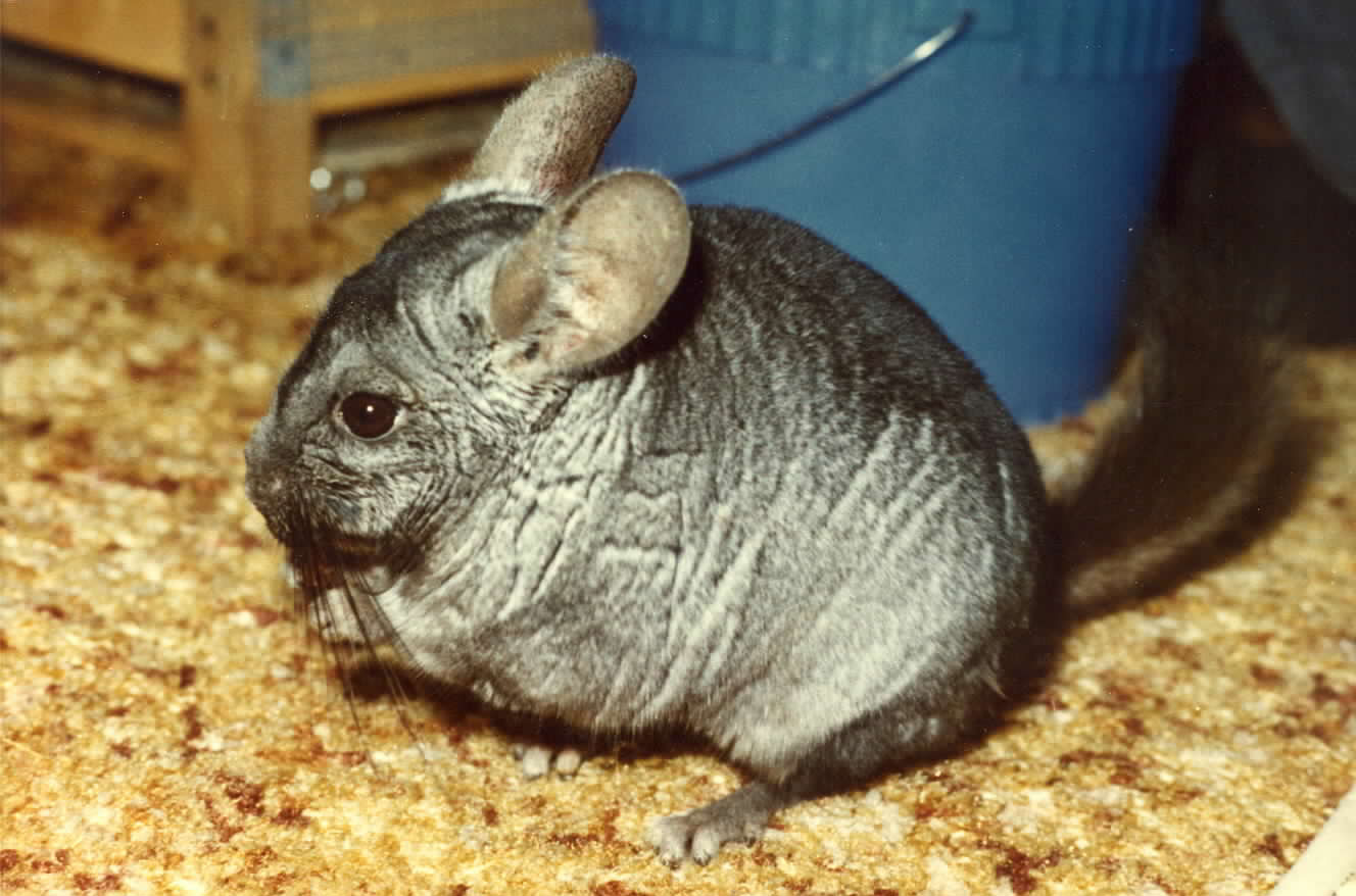 Cats and other animals